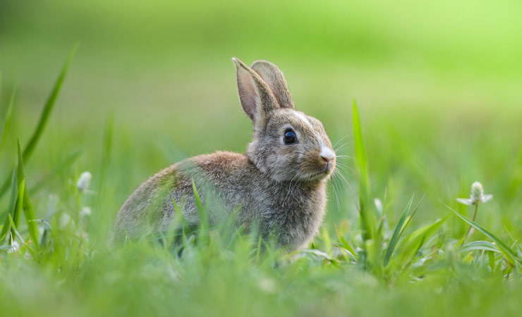 Immer mehr Hasen sind auf Deutschlands Feldern zu Hause